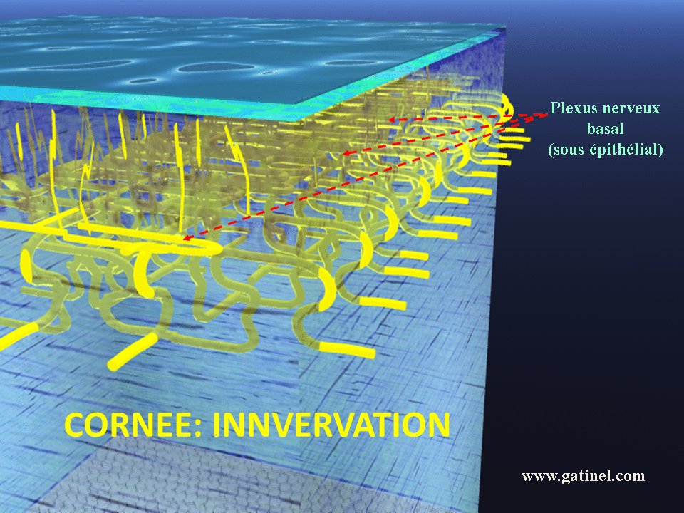 La cornée - Docteur Damien Gatinel