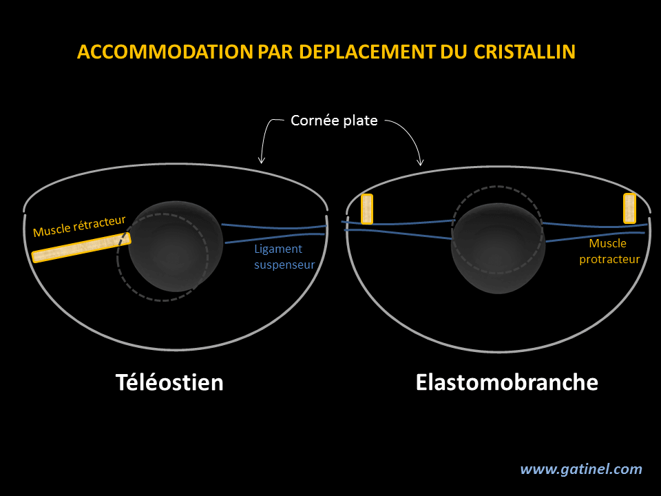 cristallin accommodation